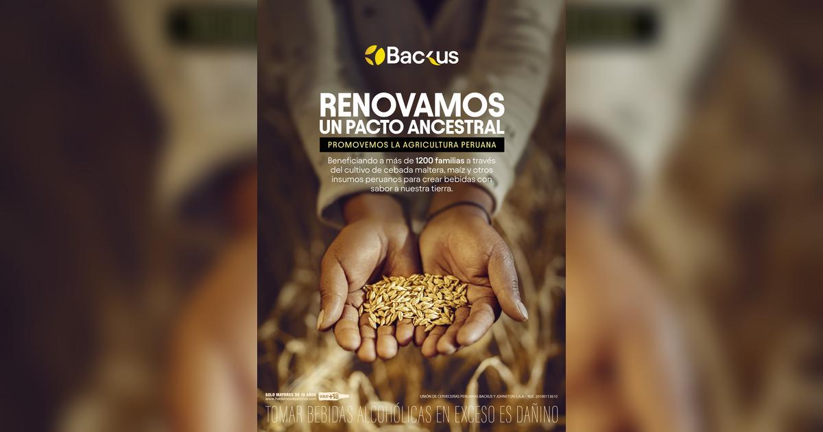 Backus desarrolla la primera cebada cervecera del país | Notas de ...