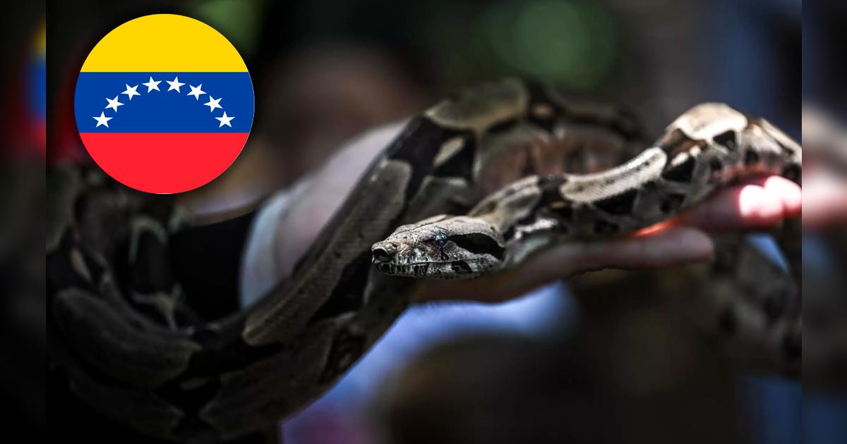 Amputan pierna a niña tras mordedura de serpiente: familia le inyectó ...