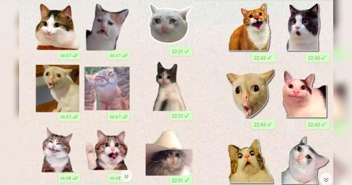 Día internacional del gato: ¿cómo descargar los mejores stickers de ...