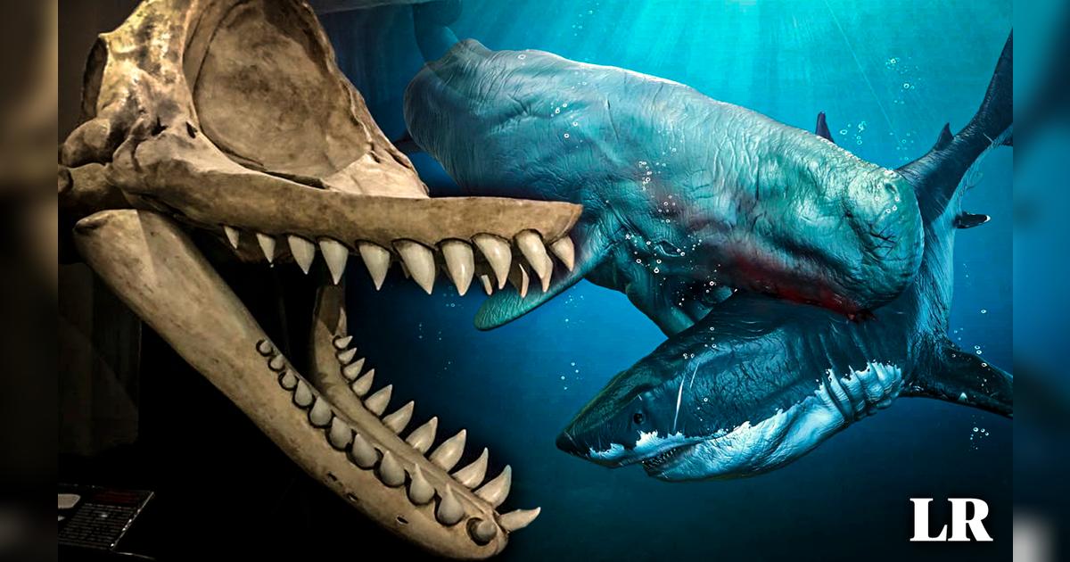 El megalodón tuvo un rival en el mar peruano: así era Levyatan, la ...