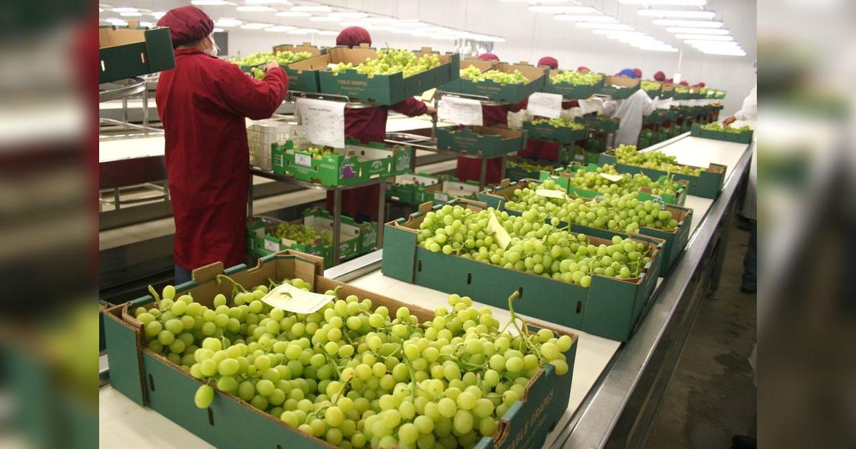 Exportación de frutas creció más de 11,6% en el primer semestre del ...