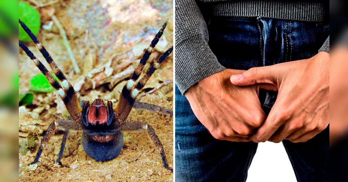 Austria | Cierran supermercado tras hallar peligrosa araña que puede generar largas y dolorosas ...