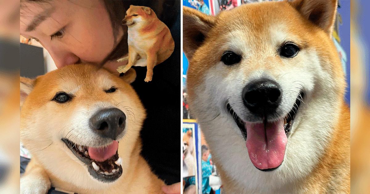 Facebook viral | Murió Cheems, el perro viral protagonista de divertidos memes | Redes Sociales ...