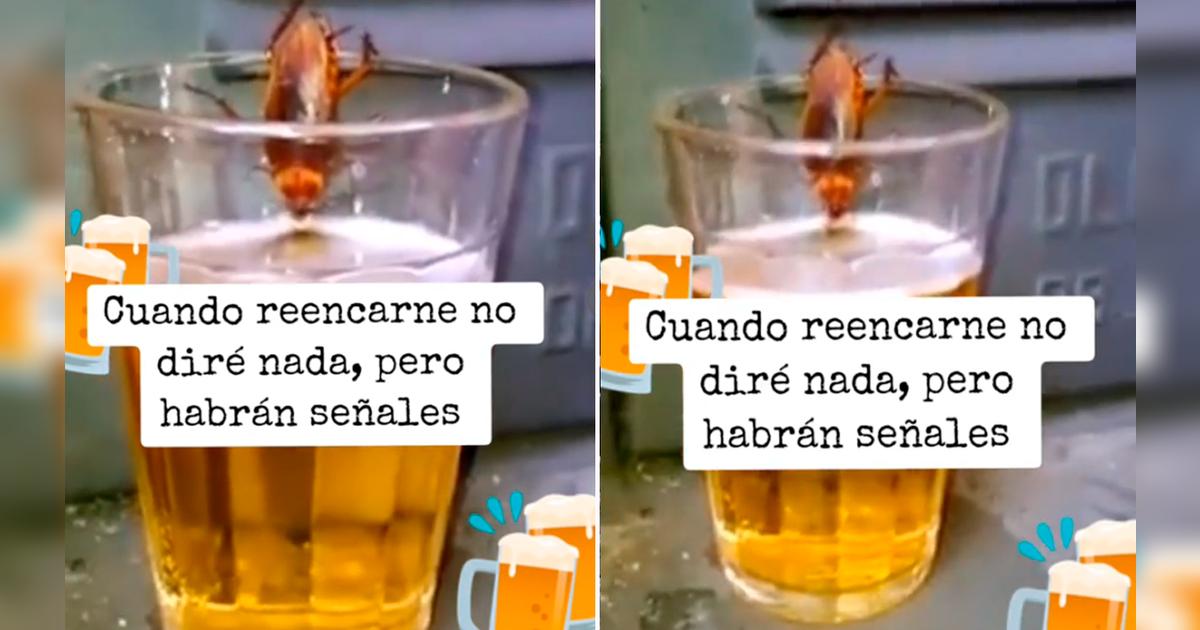 TikTok viral | Captan a cucaracha tomando cerveza en un vaso: “Quiere ...