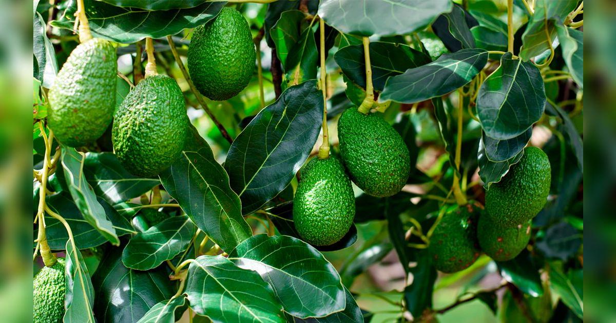 Palta hass: exportación crecerá solo en 2% este 2023 | prohass | palta ...