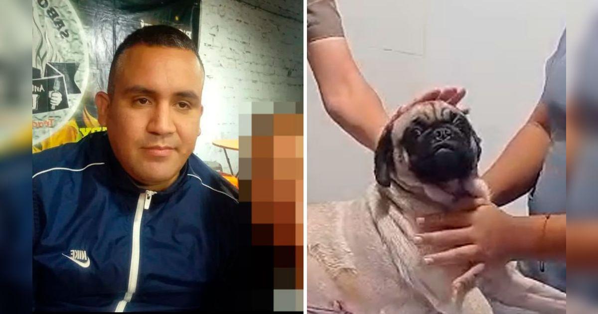 Caso perrita 'Dachi': mascota quedó parapléjica tras violento ataque ...