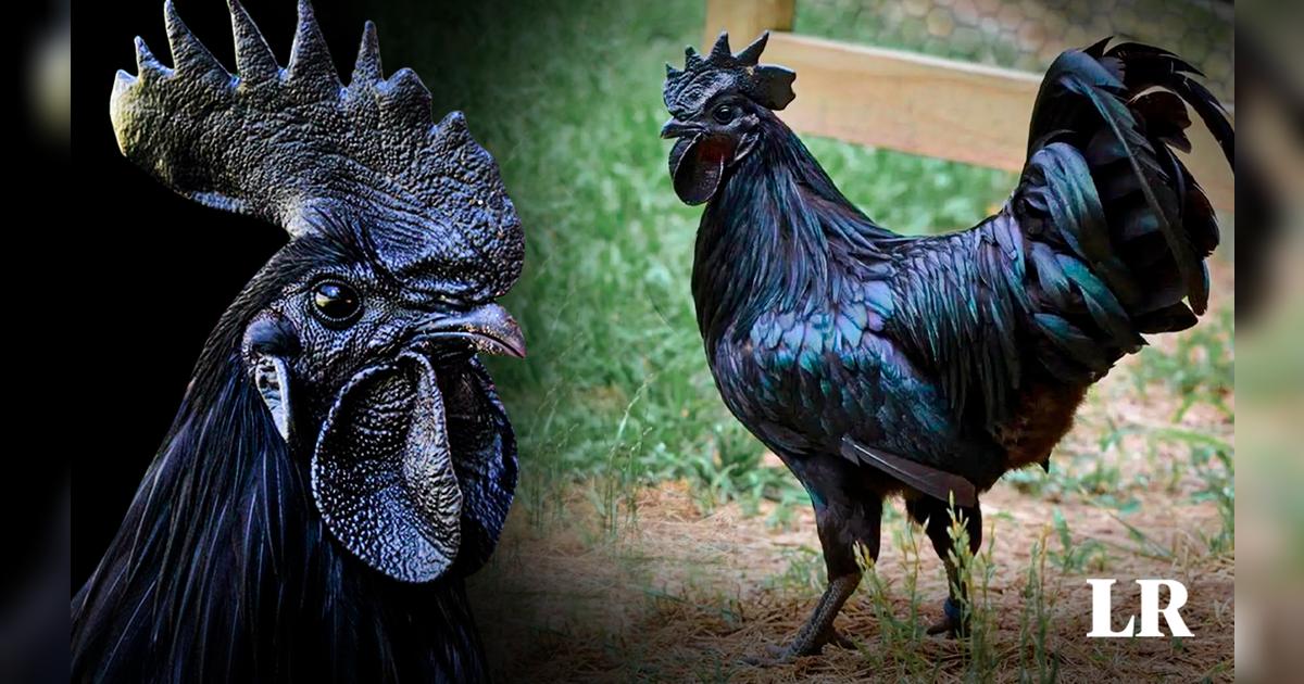 Razas De Pollos Negros Raza De GALLINA AUSTRALORP Origen,