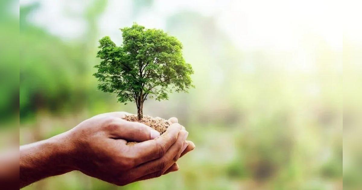 Día del Árbol en Perú HOY, 1 de septiembre: ¿por qué se celebra y cuál ...