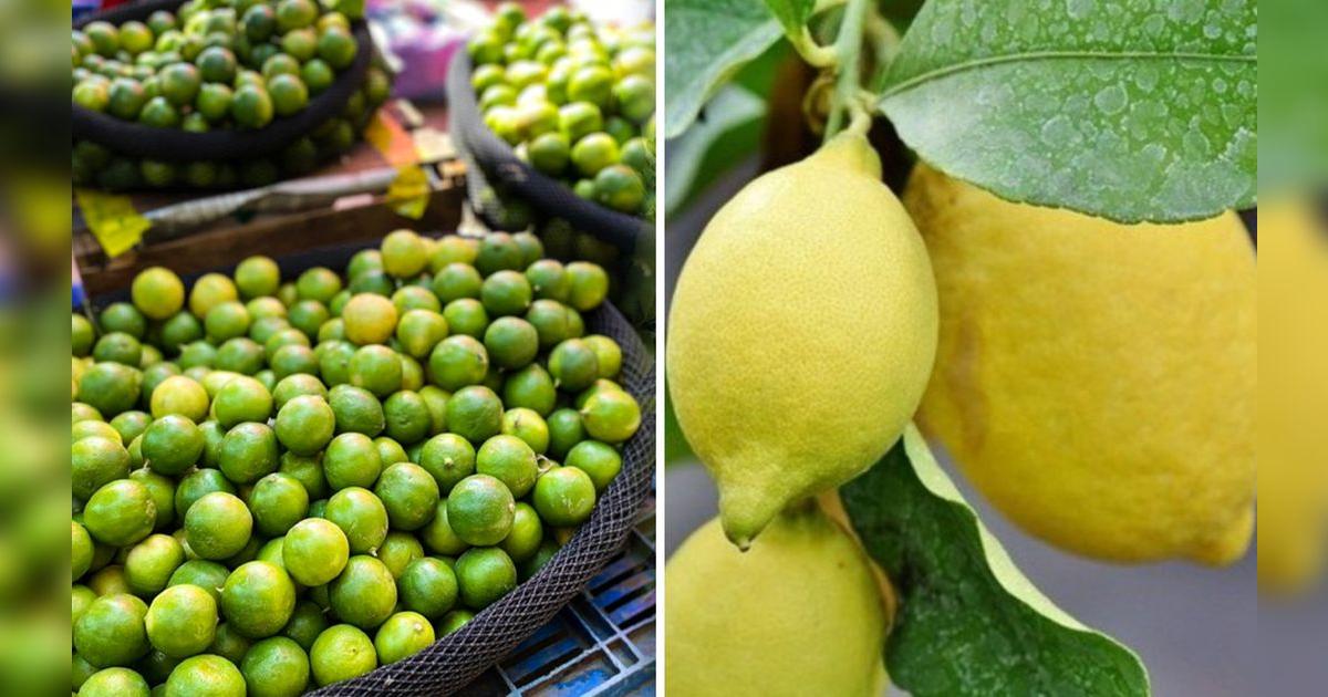 Precio del limón | Precio de la lima se eleva tras ser usado como ...