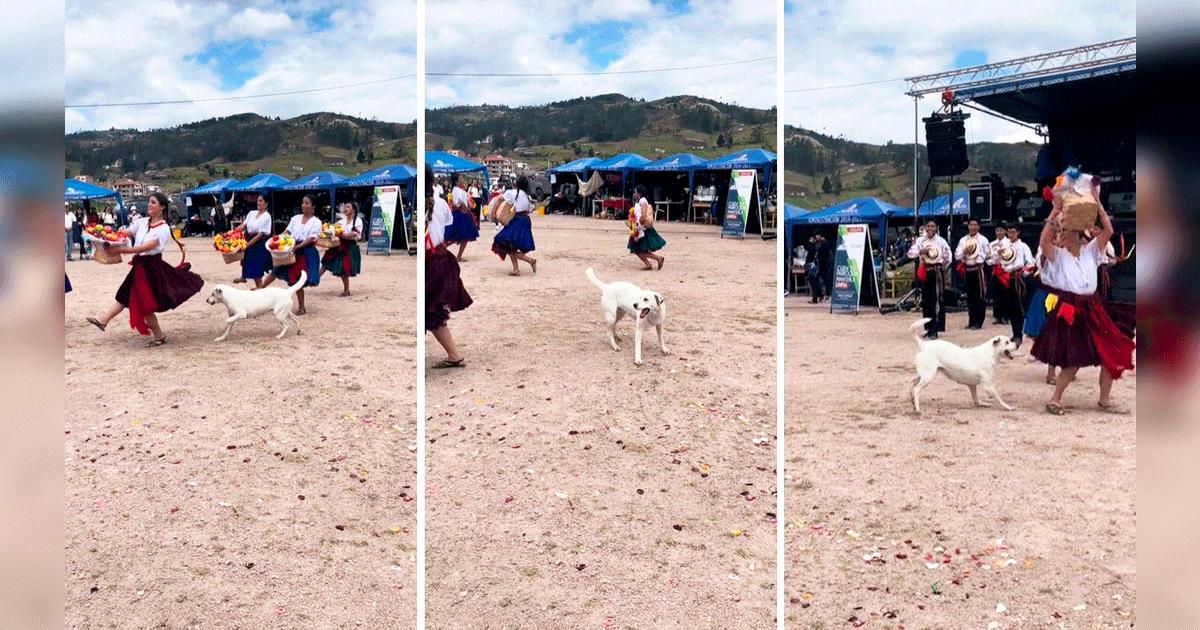 TikTok viral | Perrito interrumpe show de baile folclórico y usuarios ...