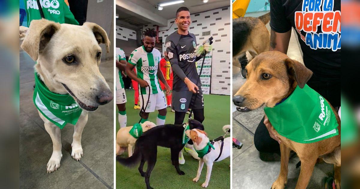 Atlético Nacional: futbolistas ingresan con perros al campo de juego ...