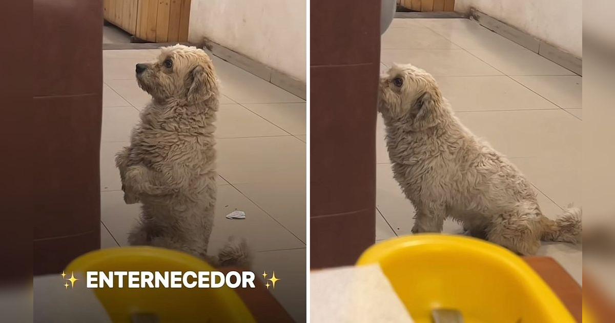 Viral TikTok | Cusco: perrito pide comida en restaurante y las redes se ...