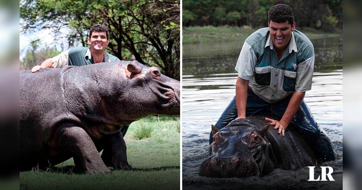 Viral | El trágico final del hombre que crio a un hipopótamo desde bebé ...