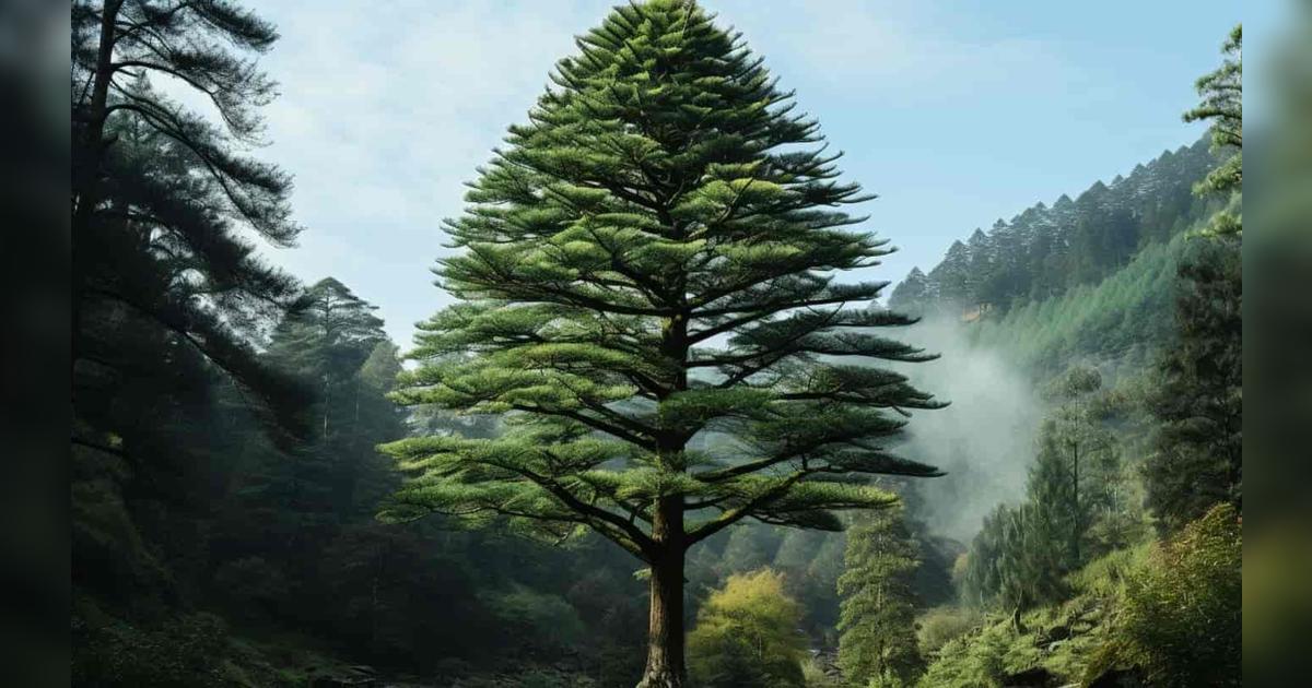 “Fósil viviente”: se revelan los secretos del árbol que sobrevivió a la ...