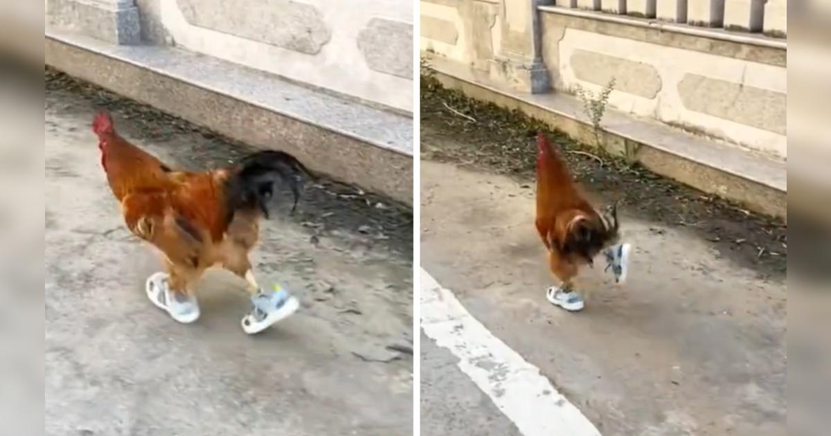 TikTok viral | Gallo se hace viral por correr con sandalias en plena ...