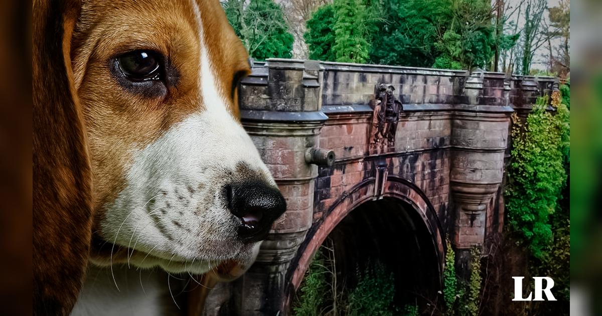 Se Permiten Perros En El Puente A Ninguna Parte
