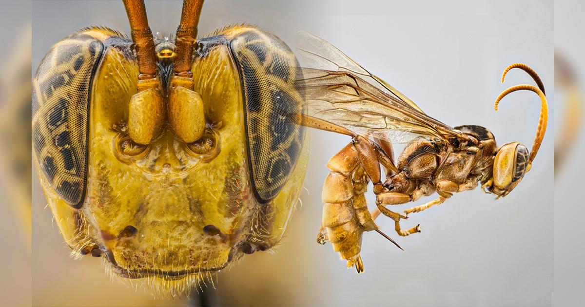 Loreto: científicos descubren nueva especie de avispas parasitoides en ...