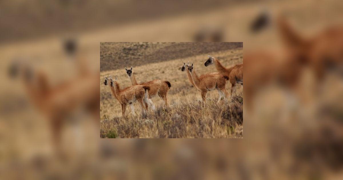 Reserva Pampa Galeras concentra la mayor población de vicuñas del país ...