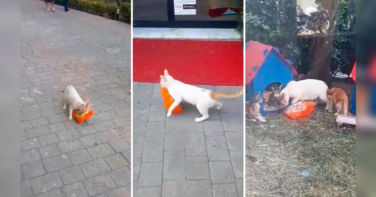 TikTok viral | Gatita ingresa a supermercado y se roba un pollo para ...