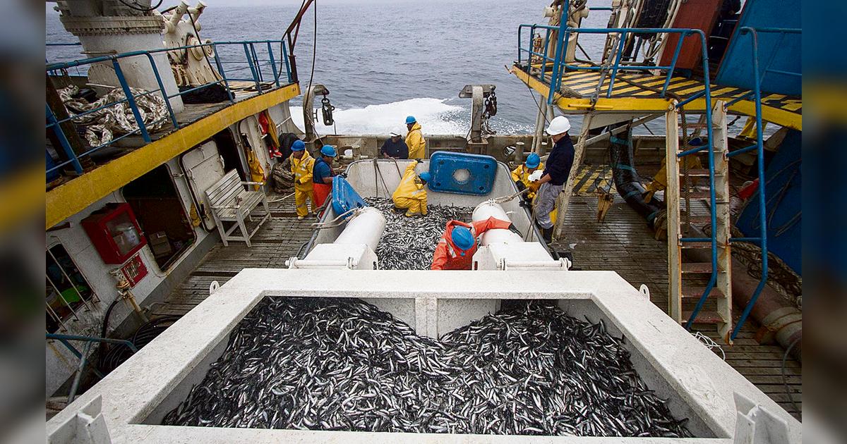 Ministerio de la Producción | Aprobarán pesca exploratoria que anticipa ...