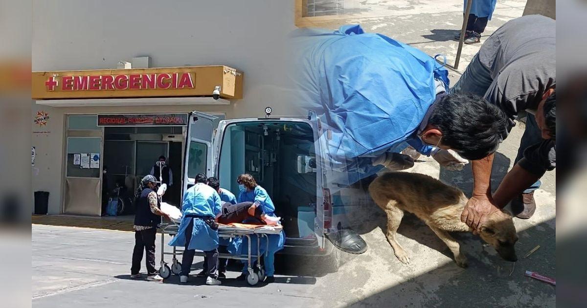 Rabia humana: ¿se puede contagiar de persona a persona y cómo avanza el ...