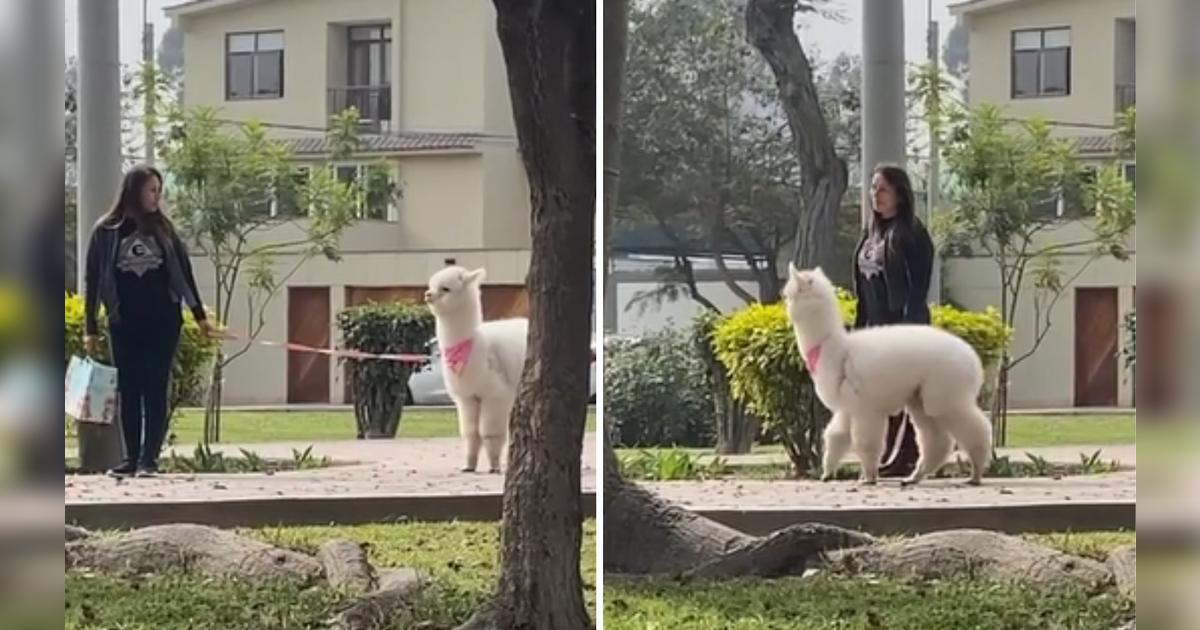 TikTok viral | Mujer sorprende al pasear a una alpaca en La Molina y ...