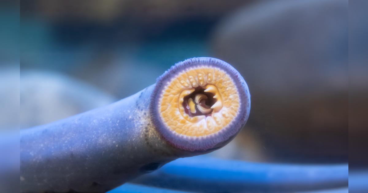 Los terroríficos peces sin cabeza que succionan la sangre de animales ...