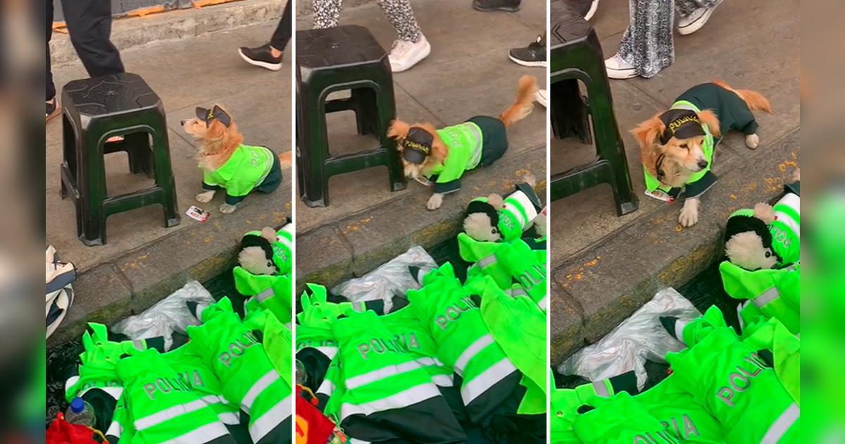 TikTok viral | Perro vestido de Policía sorprende al ‘vender’ ropa para ...