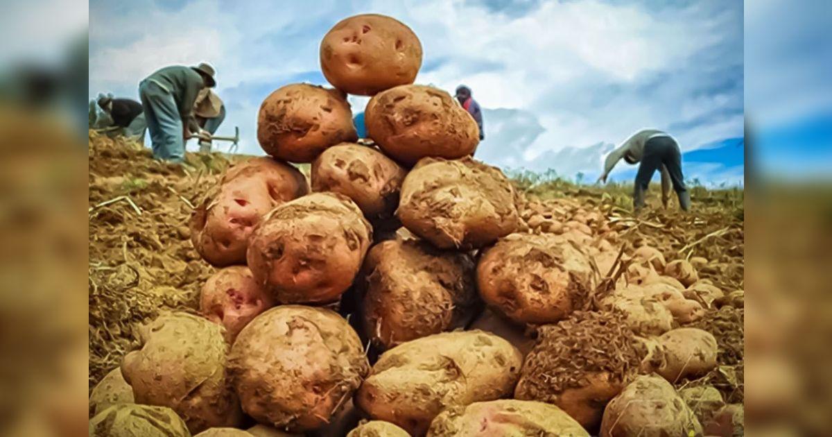 Ley 31920 | Se industrializará la producción de papa en el Perú para ...