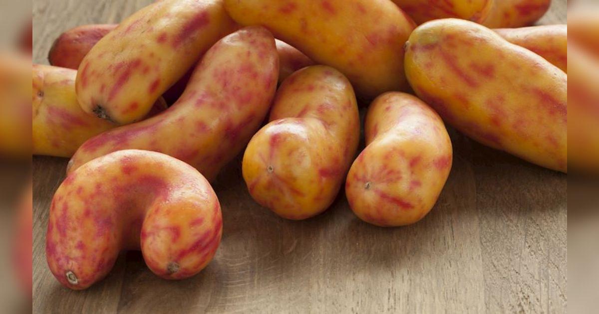 Taste Atlas: El olluco es nombrado como uno de los mejores vegetales del mundo | ranking taste ...