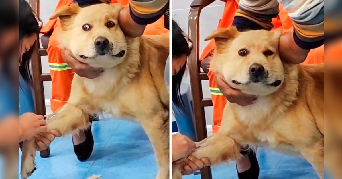 TikTok viral | Rostro de pánico de un perrito al sacarle análisis de ...