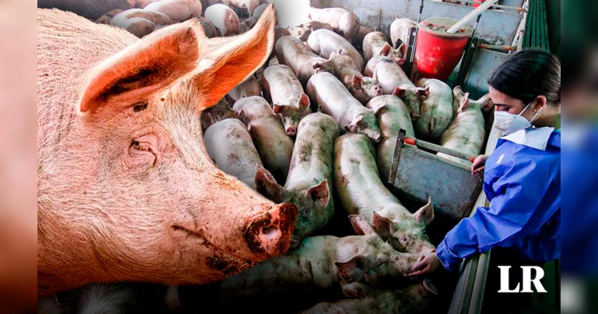 Confirman el primer caso de gripe porcina en un humano en Reino Unido ...