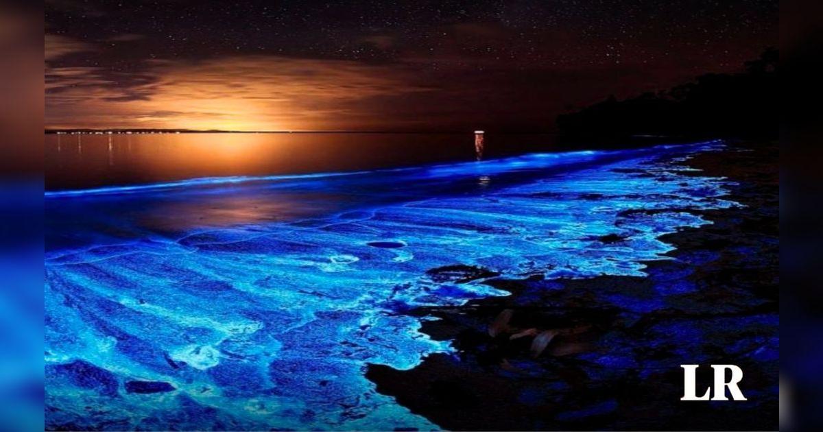 ¿Conoces la bioluminiscencia del mar?: esta playa de Sudamérica cuenta ...