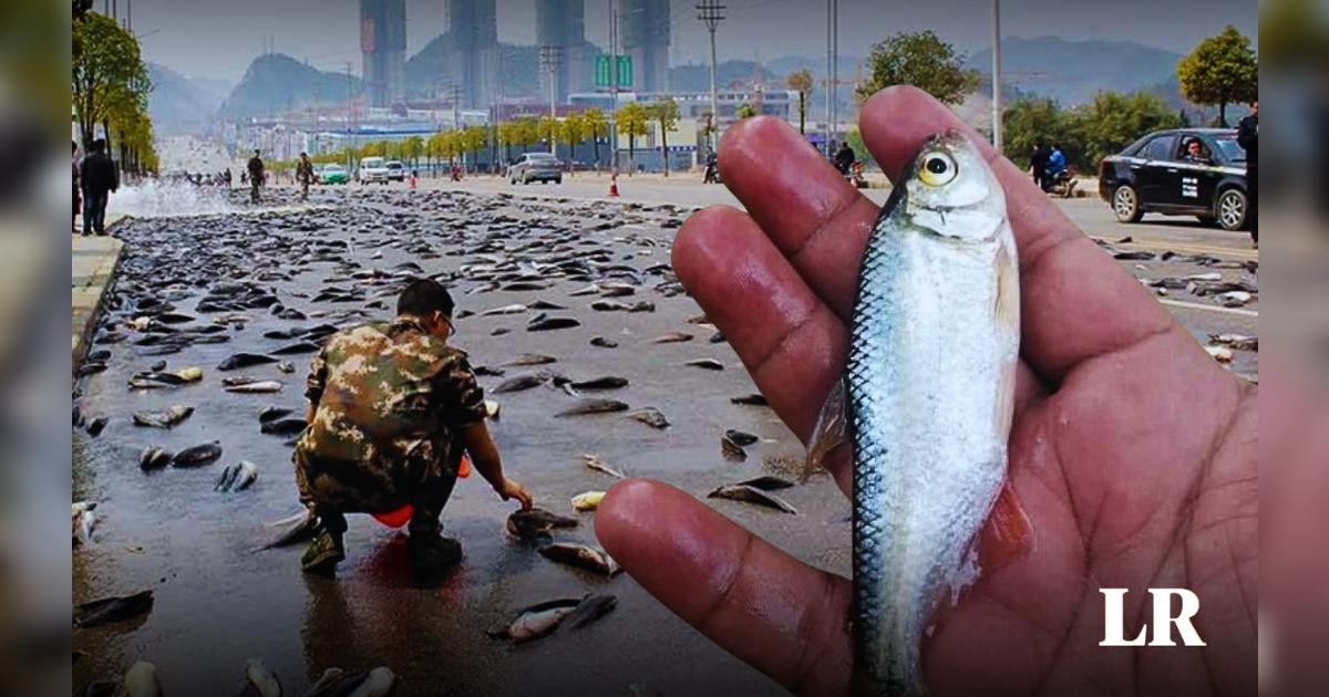 Yoro, Honduras: The Annual Fish Rain Tradition Explained – Archyde ...