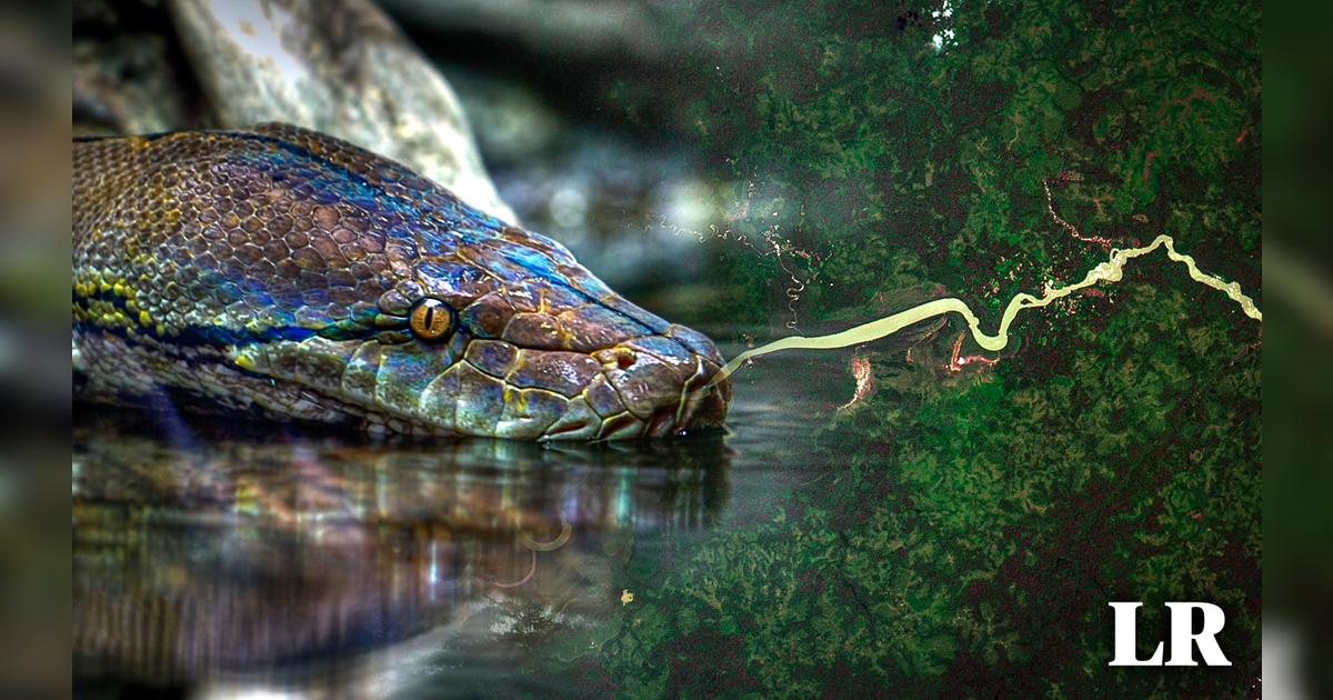 La serpiente más gigante que habitó la Tierra: vivió en Sudamérica y ...