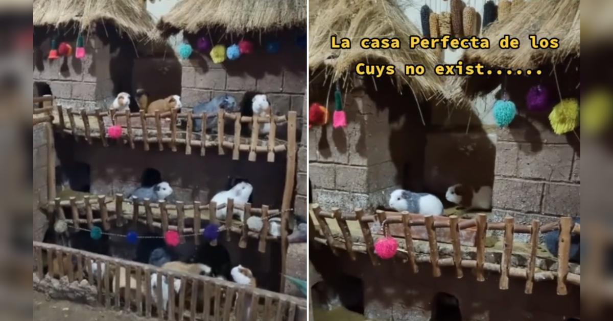 TikTok viral | Peruano construye peculiar casa para sus cuyes y ...