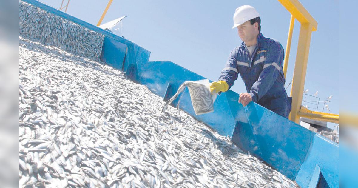 Pesca de anchoveta registra más de 100 áreas cerradas | Produce ...