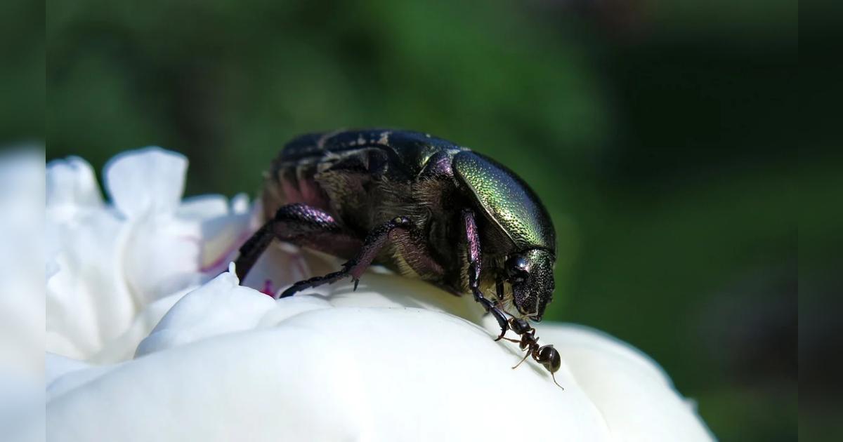 El único animal en la naturaleza cuyo reloj biológico es de 48 horas ...