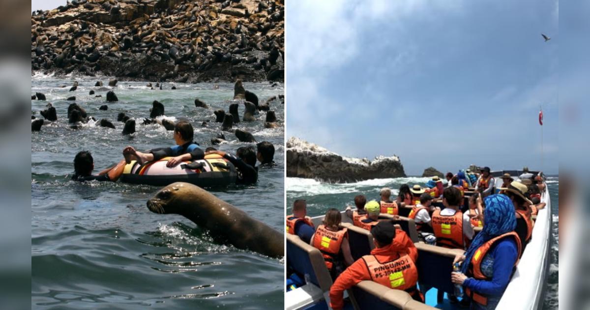 El único lugar en Perú donde puedes nadar con lobos marinos: ¿dónde y ...