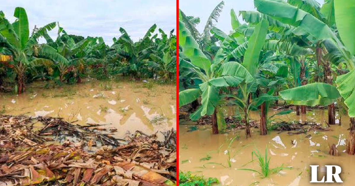 100 000 Hectáreas De Cultivos En Riesgo En Tumbes ¿qué Alimentos Se