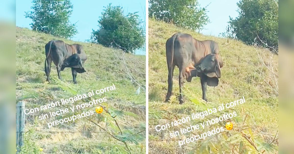 TikTok viral | Captan a vaca bebiendo leche directamente de su ubre y ...