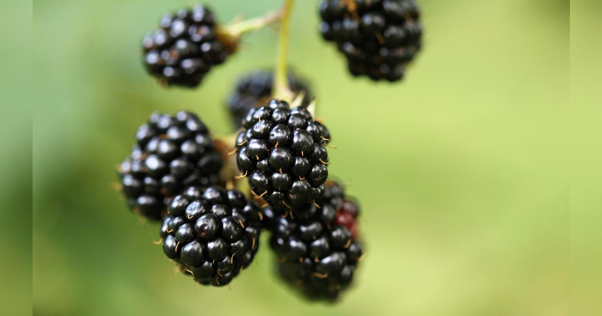 Mora fruta beneficios: mejora tu rendimiento sexual y prevención del ...