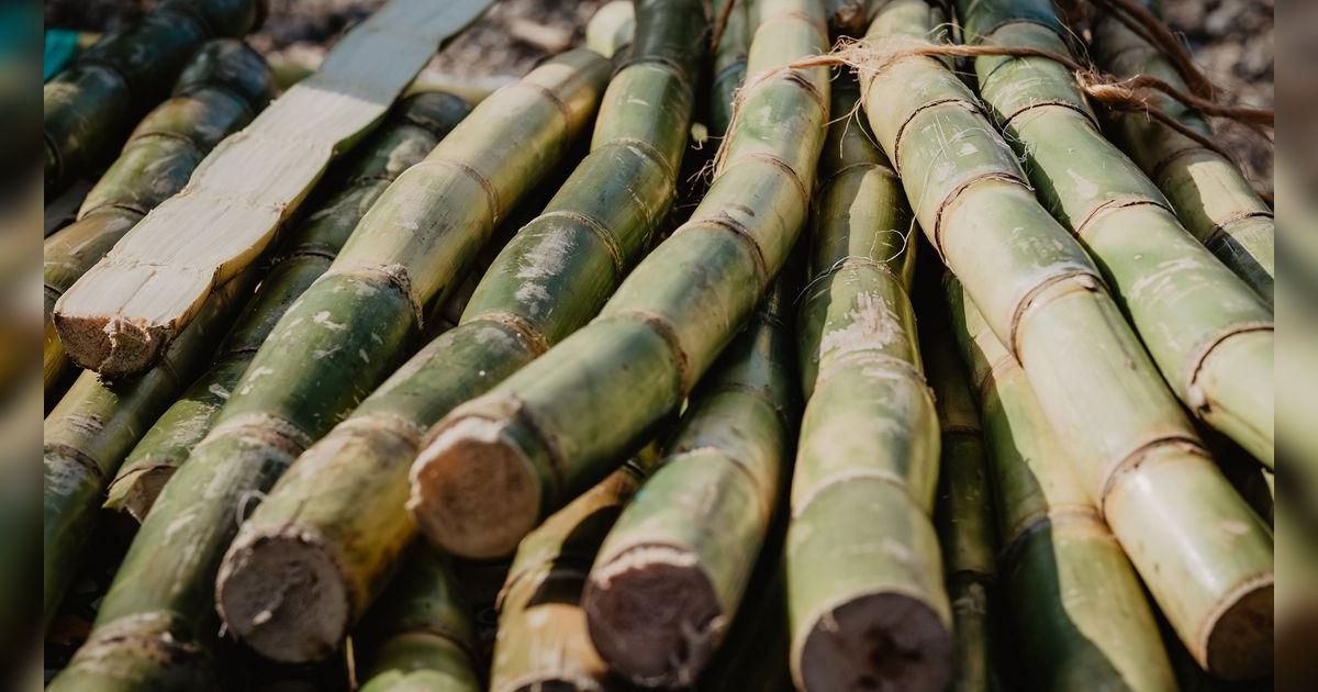 Producción de caña para la industria azucarera en el Perú superó las 10 ...