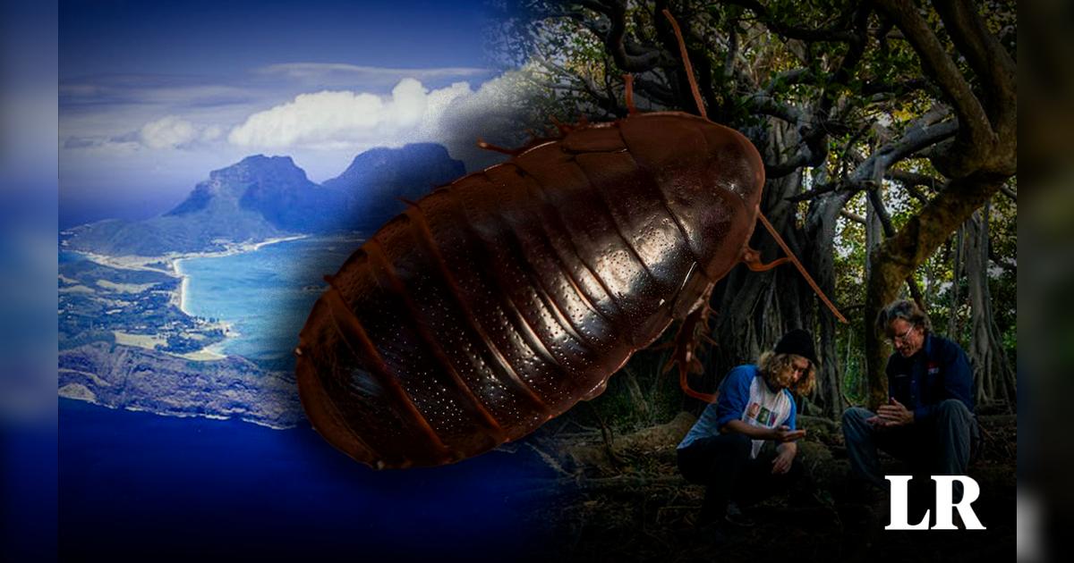 La gran "cucaracha de roca" que se creía extinta reaparece tras 90 años ...