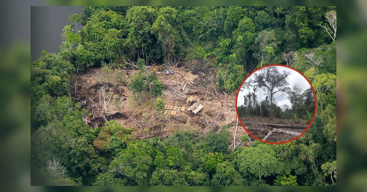 Perú perdió bosques amazónicos igual a 11 veces el distrito de San Juan ...