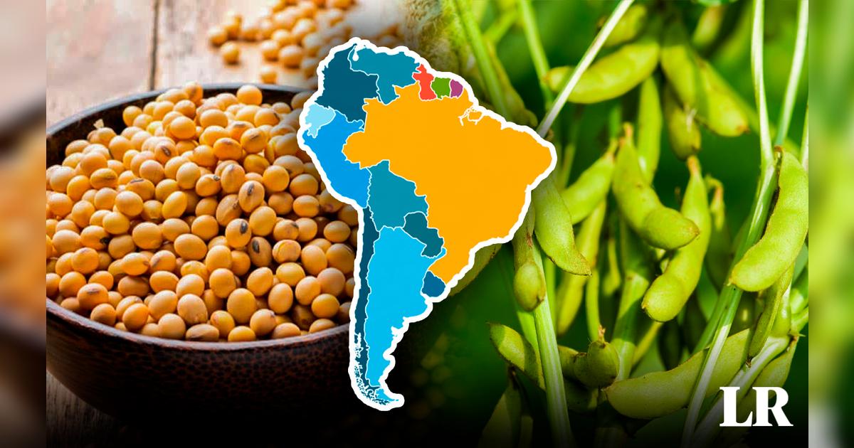 Brasil | Un país de Sudamérica es el más grande productor de soya en el ...