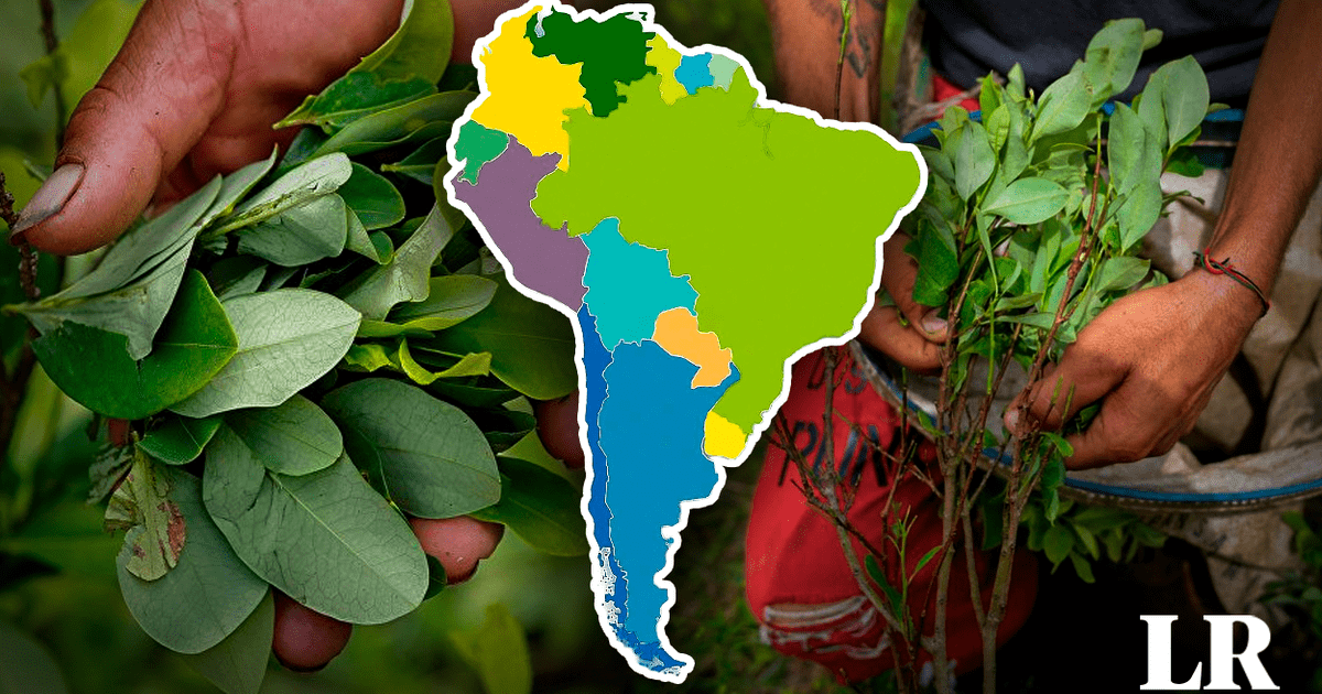 Producción De Hoja De Coca En El Mundo Es Liderada Por 3 Países De
