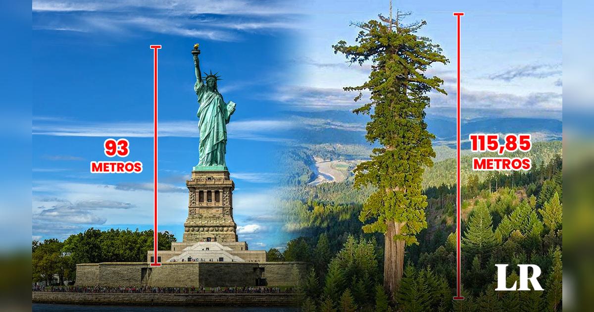 El árbol más grande del mundo está en América: altura supera a la ...