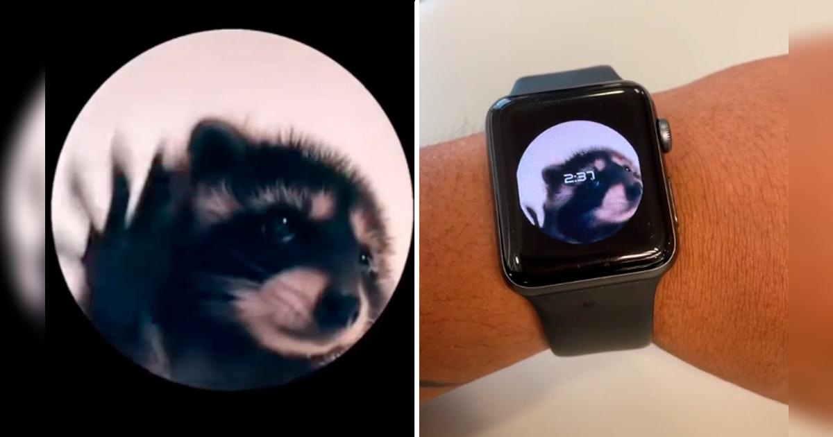 ¿Cómo tener la imagen de Pedro, el mapache viral de TikTok, en la ...