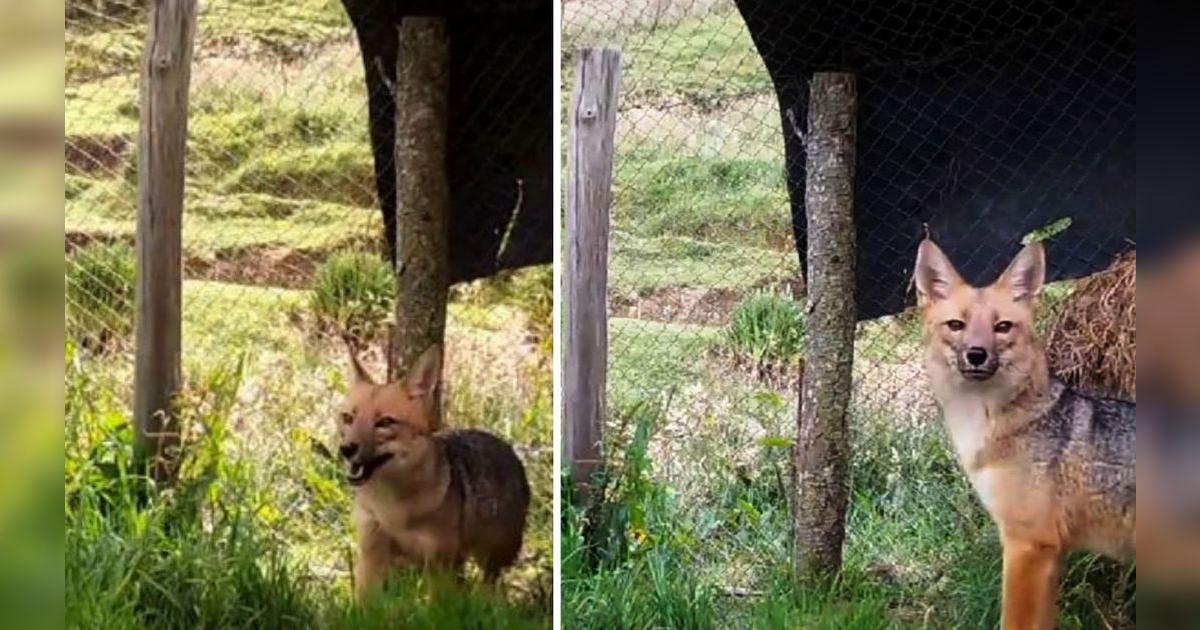 Run Run cumple 2 años de ser rescatado: así luce el zorrito en un ...